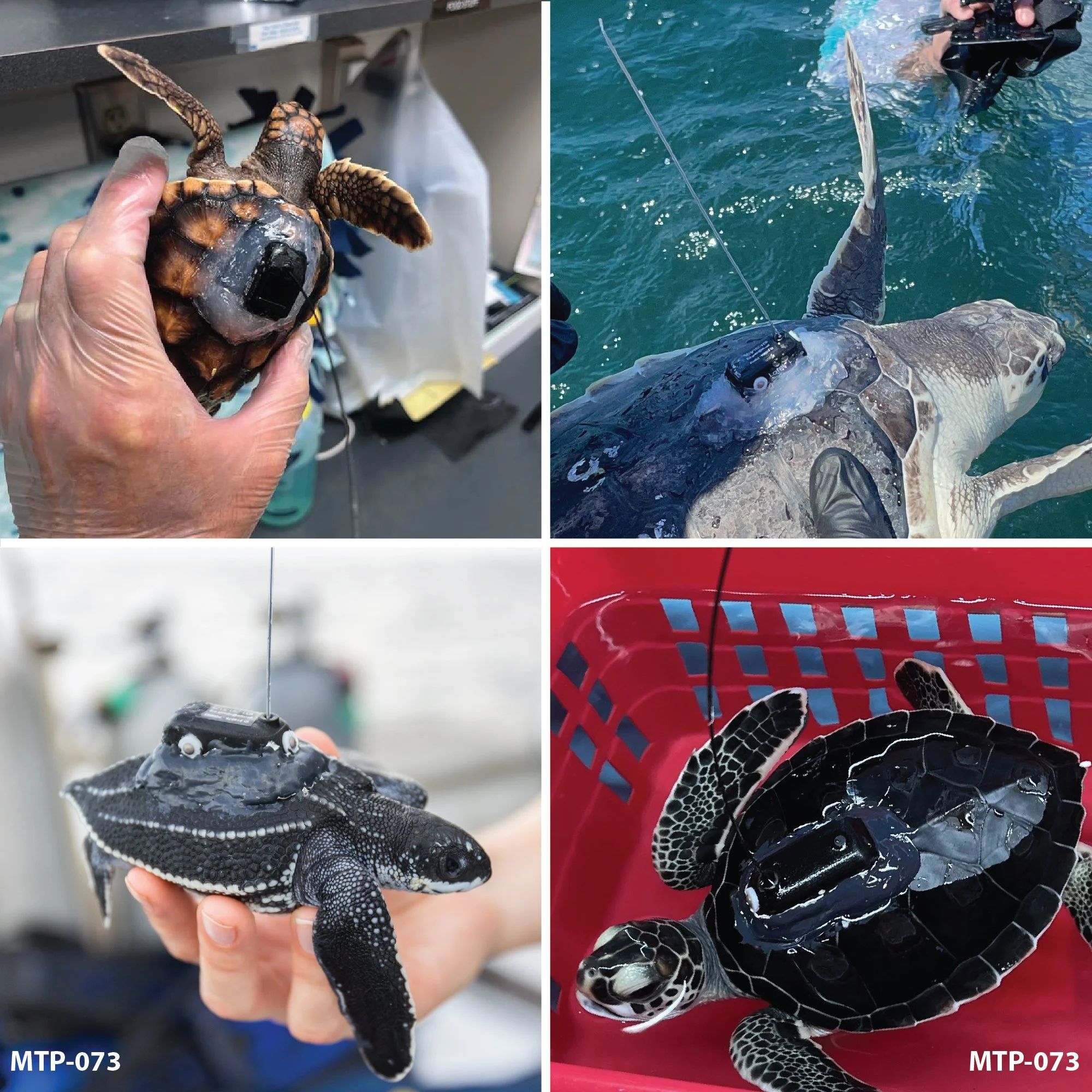 Researcher Interview: Analyzing Data from Microsatellite Tags on ...