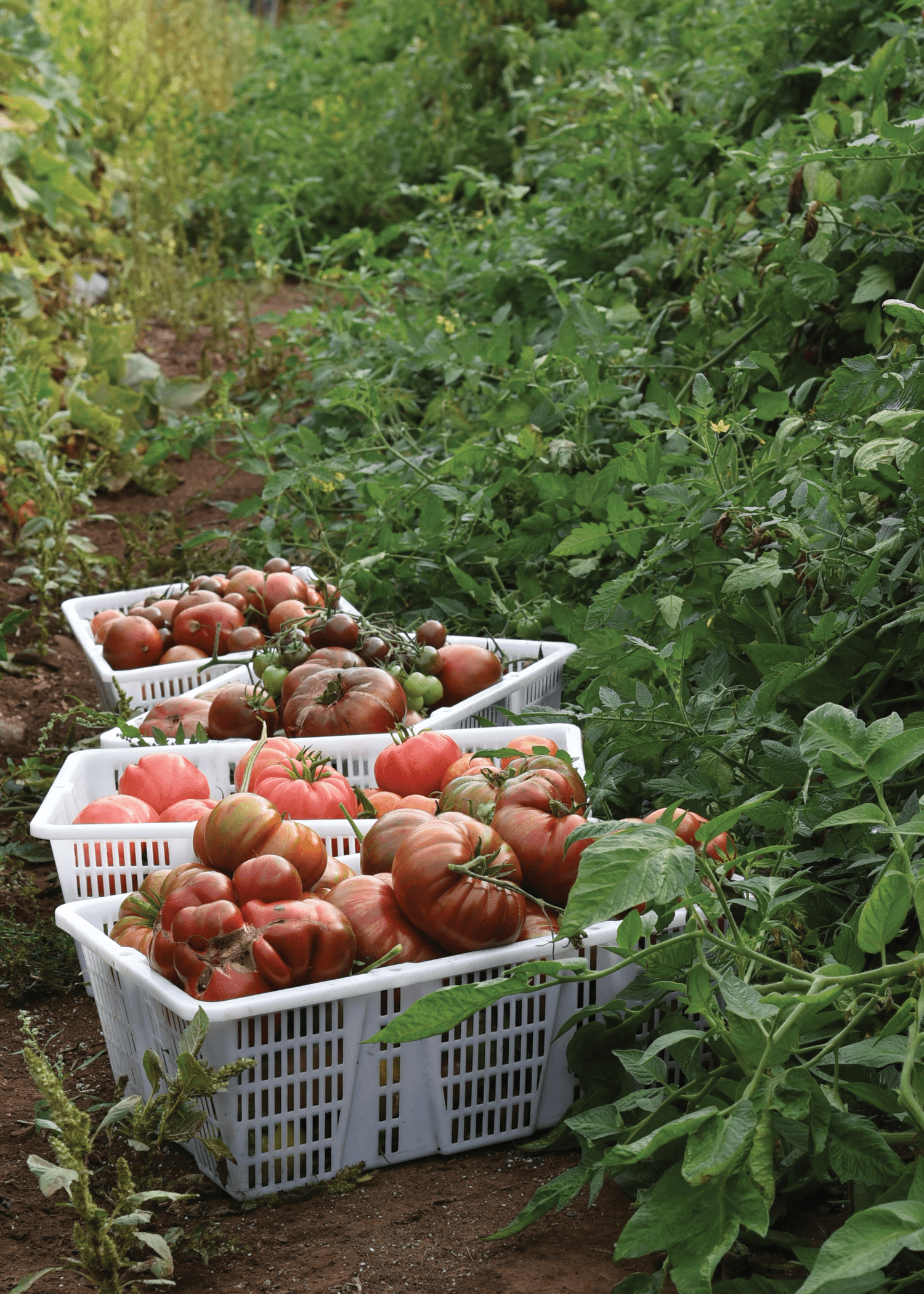 The Farmers — Shamrock Farm