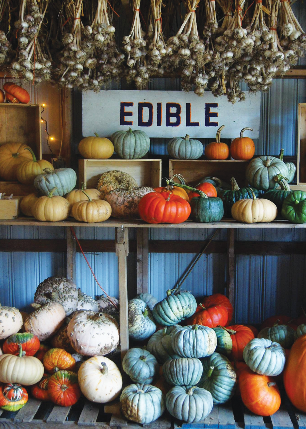 Events — Shamrock Farm