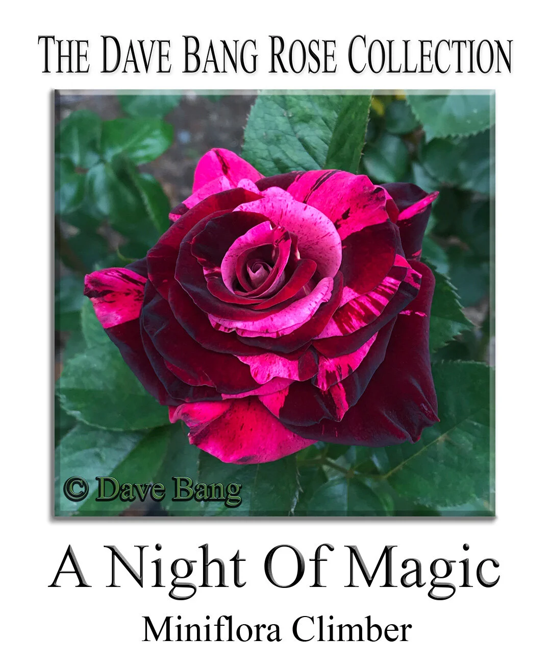 The Dave Bang Collection — K and M Nursery