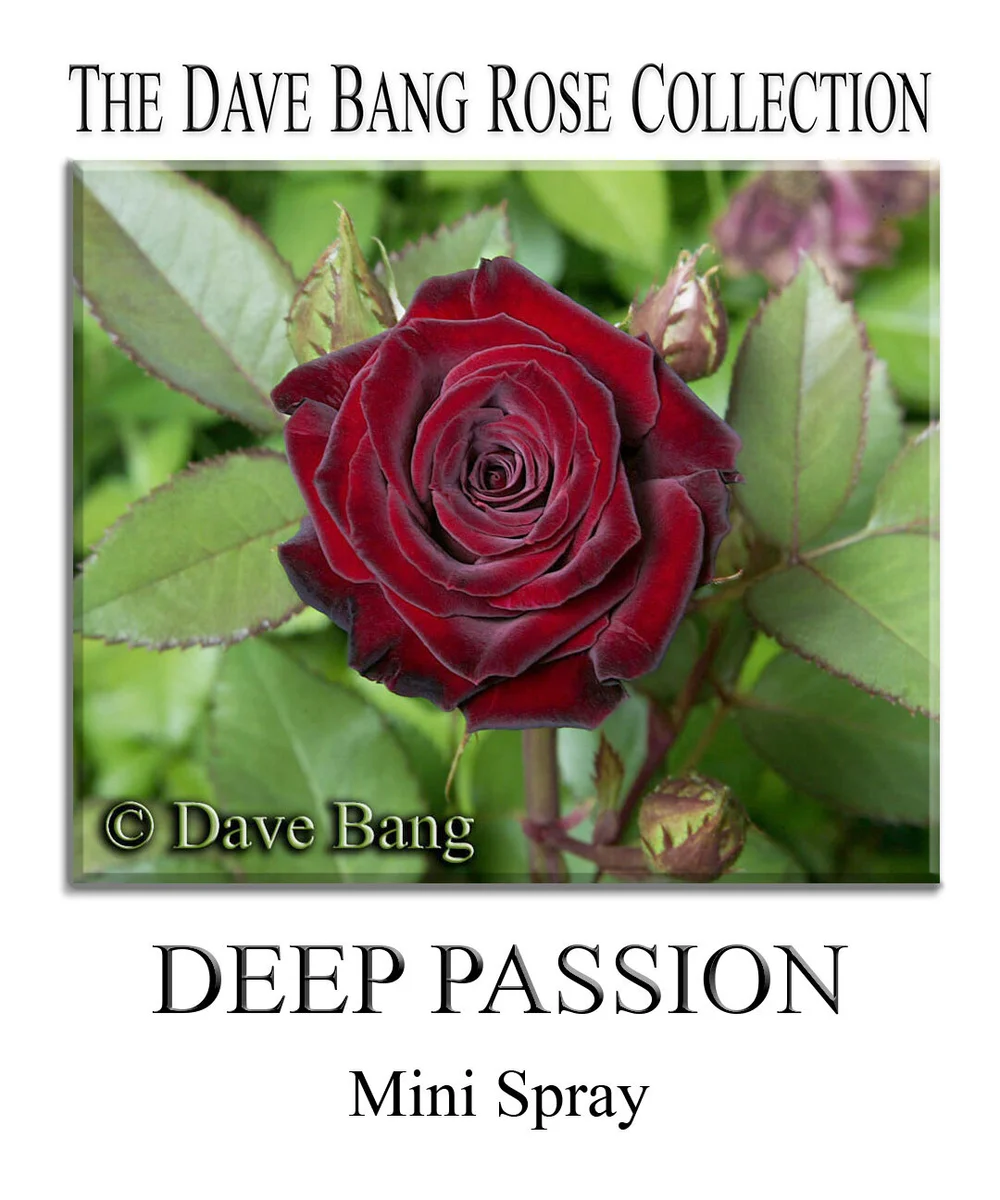 The Dave Bang Collection — K and M Nursery