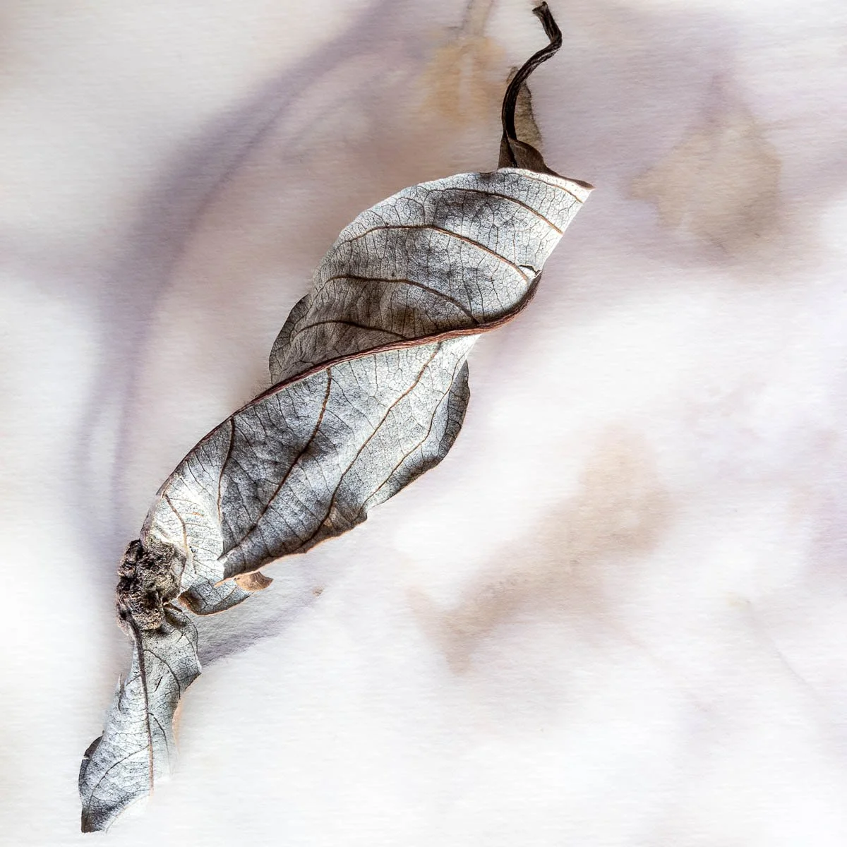 Exhibitions Program — Macleay Valley Community Art Gallery
