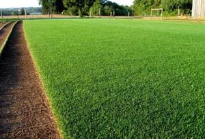 What Grass is Between Your Toes? | Crewcut Lawn & Garden