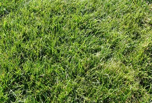 What Grass is Between Your Toes? | Crewcut Lawn & Garden