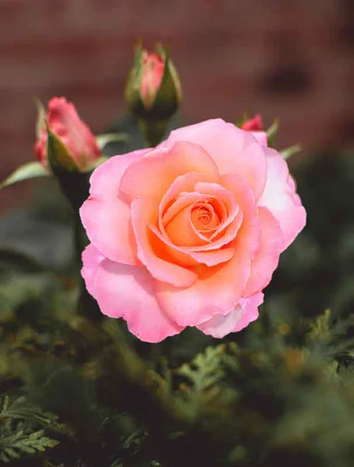 The Best Roses to Buy in New Zealand | Crewcut Lawn & Garden