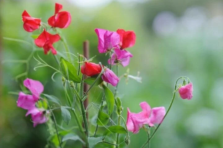 10 Autumn Flowers to Make You Fall | Crewcut Lawn & Garden