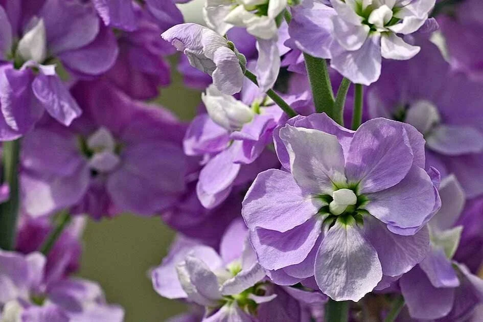 10 Autumn Flowers to Make You Fall | Crewcut Lawn & Garden