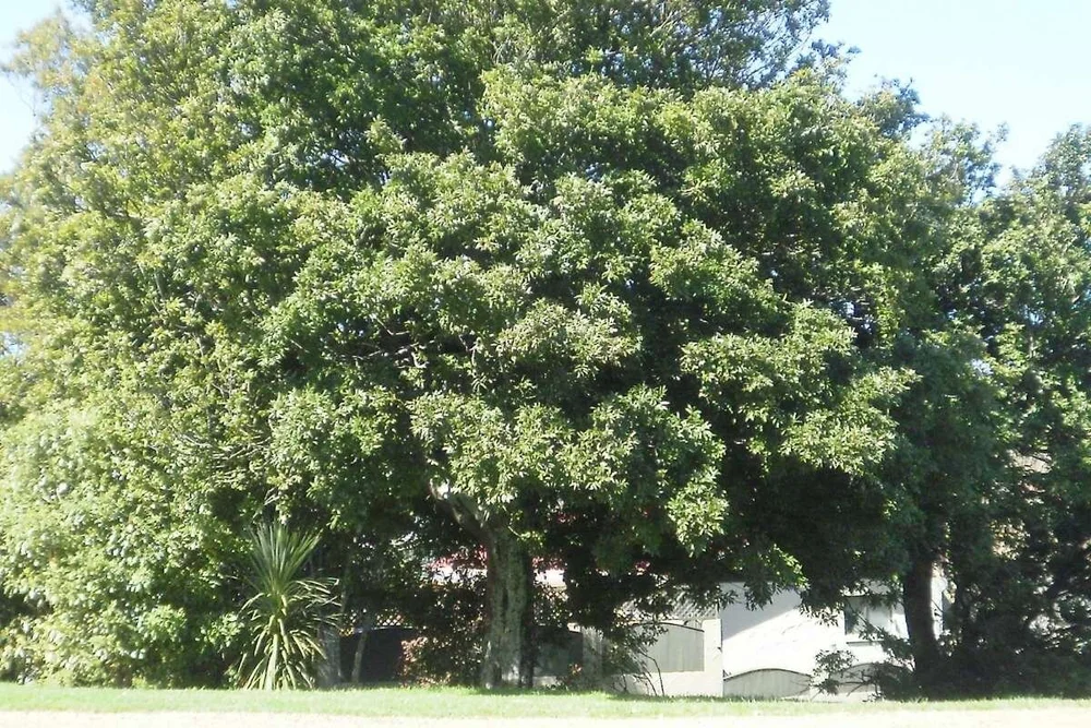 Your Guide to Evergreen Trees | Crewcut Lawn & Garden