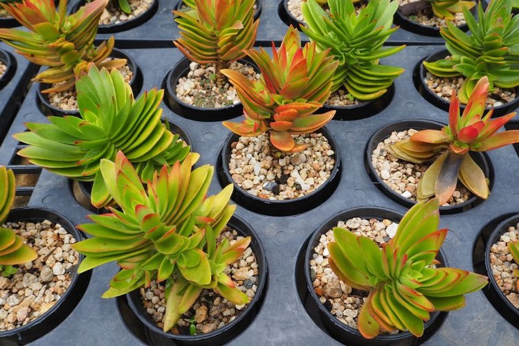 5 Unique and Unexpected Plants for Your Garden | Crewcut Lawn & Garden