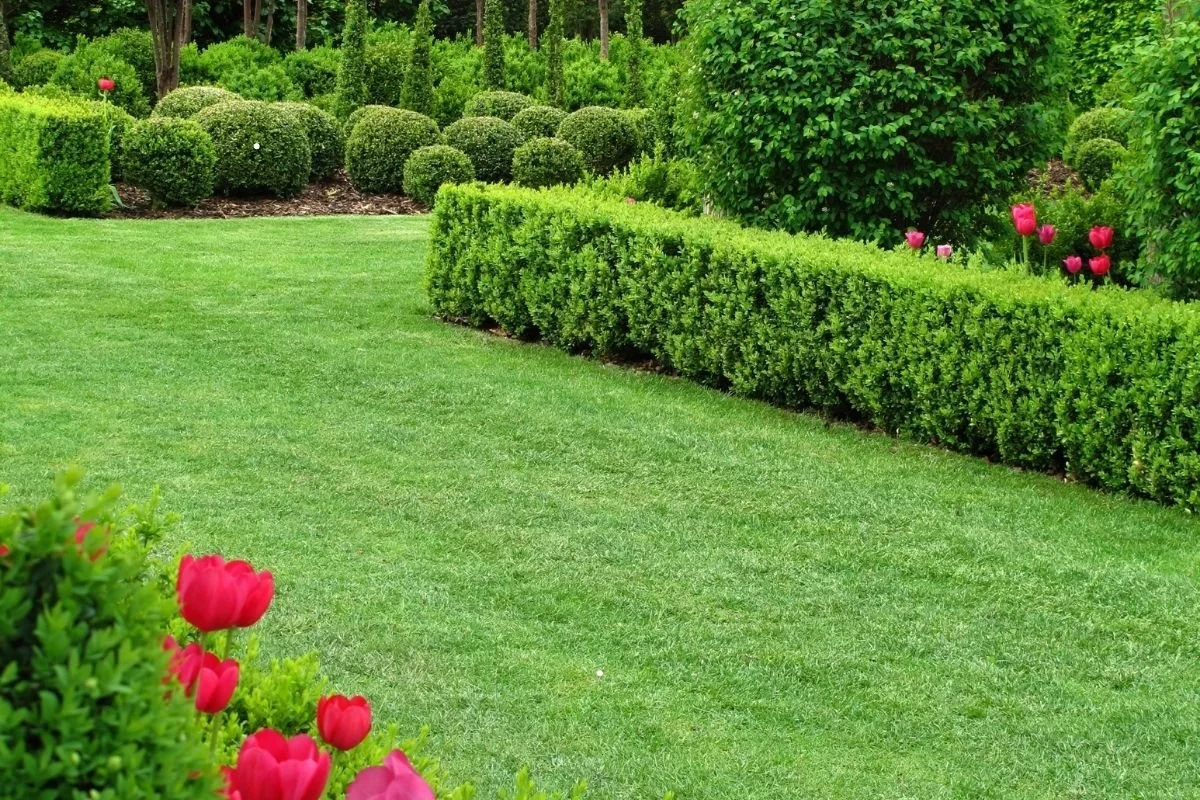 From Wild to Wow: Transforming Neglected Spaces into Dream Gardens ...