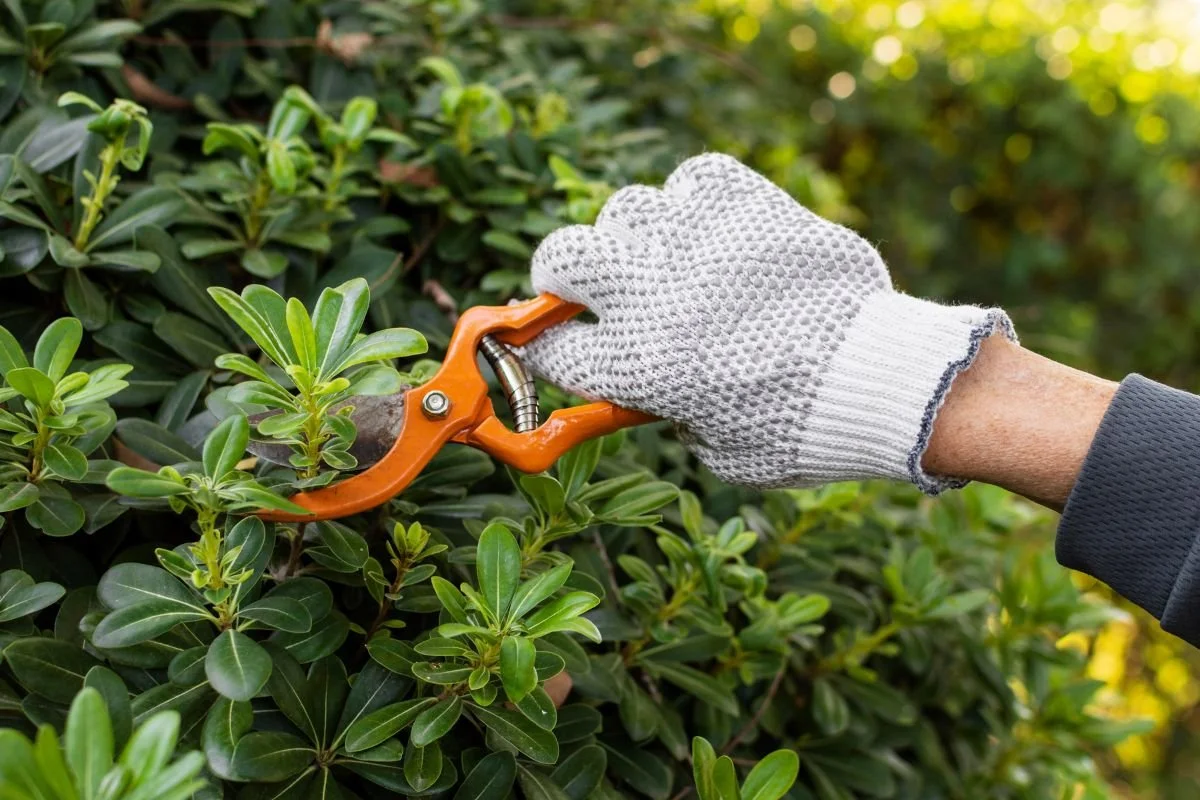 Essential Equipment for Safe and Effective Tree Pruning | Crewcut Lawn ...