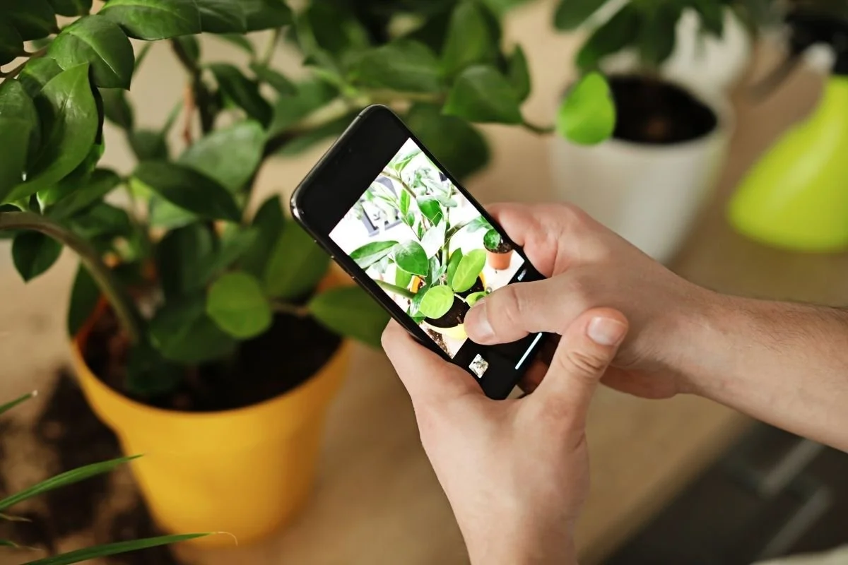 Plant Identification Apps To Use Crewcut Lawn Garden