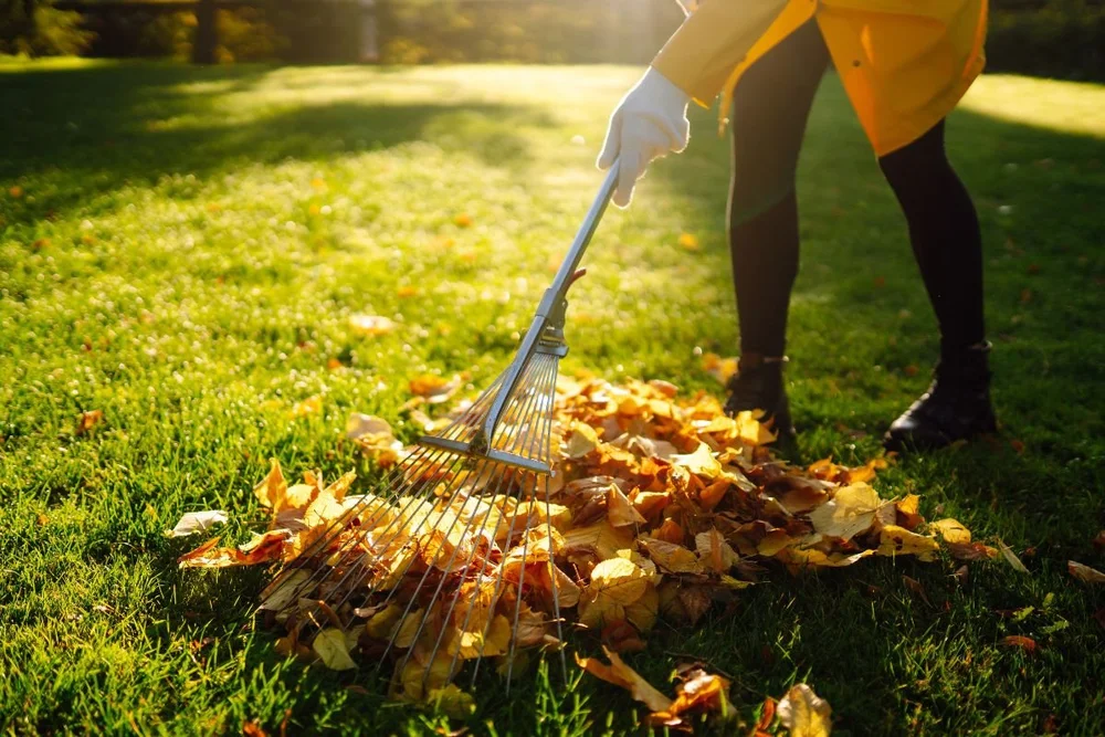 Keeping Your Lawns Lush and Tidy During Autumn | Crewcut Lawn & Garden