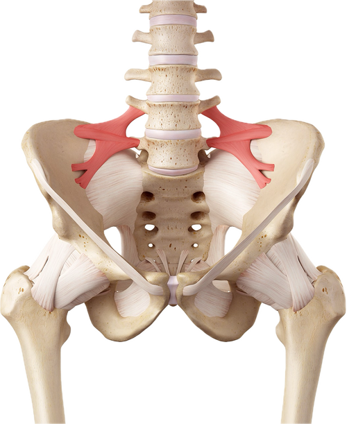 MOVABILITY — Understanding Iliolumbar Ligament Syndrome: A ...