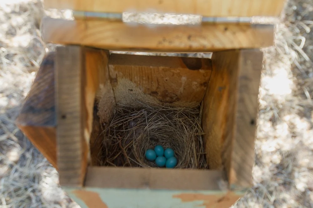 Birdland Ranch Wildlife Conservation Area — Madrean Archipelago ...