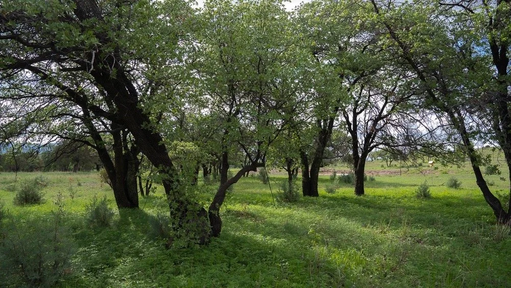 Birdland Ranch Wildlife Conservation Area — Madrean Archipelago ...