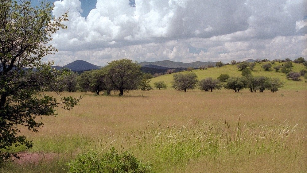 Birdland Ranch Wildlife Conservation Area — Madrean Archipelago ...