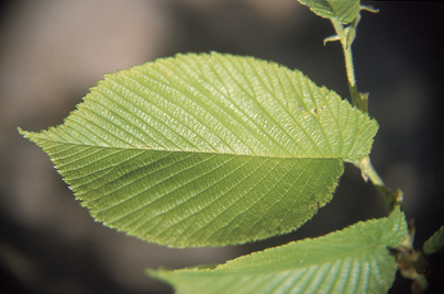 What's That Tree? A Guide To Minnesota Trees
