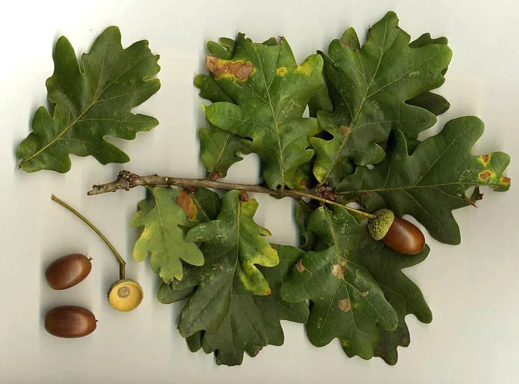 What's That Tree? A Guide To Minnesota Trees