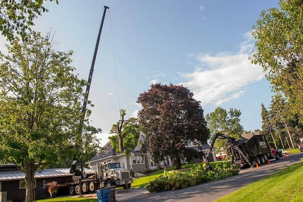 Certified Arborist Tree Services - Birch Tree Care
