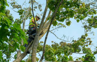 Certified Arborist Tree Services - Birch Tree Care