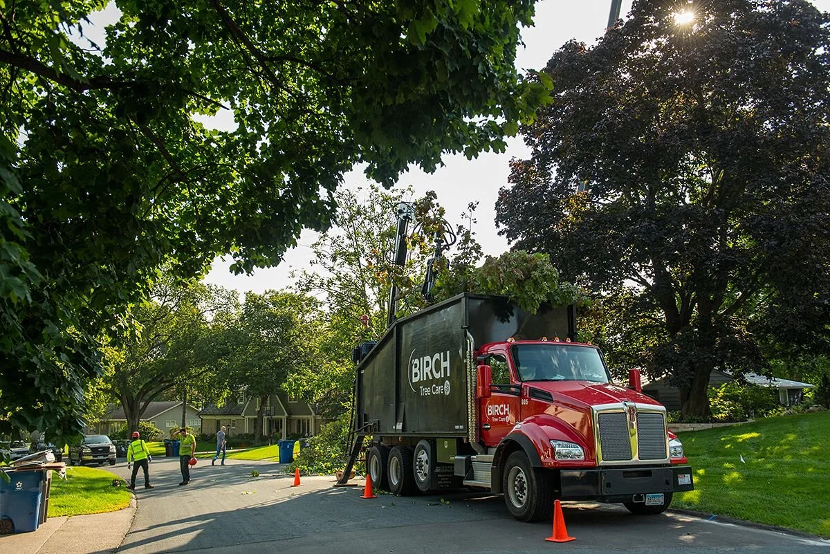 Certified Arborist Tree Services - Birch Tree Care