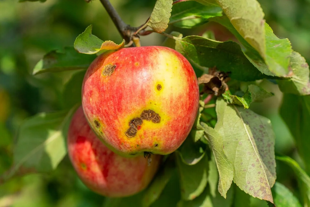 Everything You Need To Know About Apple Scab How To Treat It Birch Everything You Need To Know About Apple Scab How To Treat It Birch