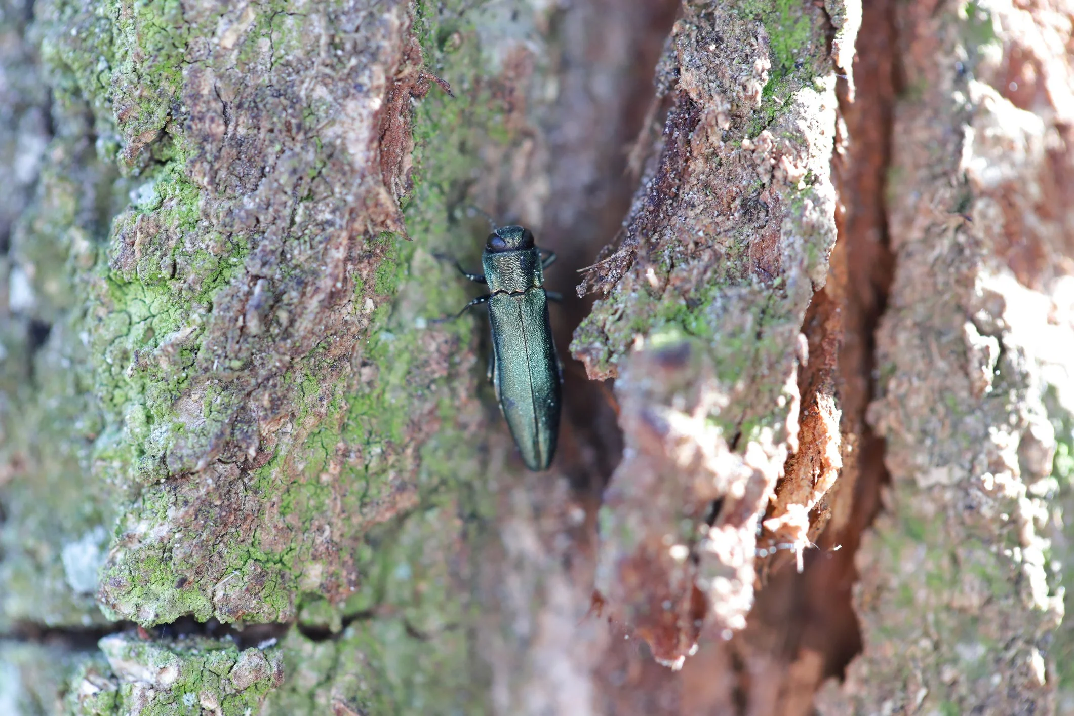 Tree Pest Control Services | Birch Tree Care — Birch Tree Care