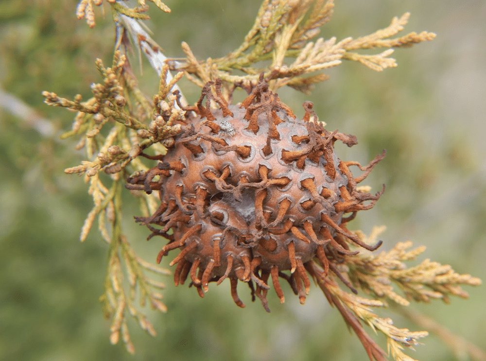 Identify and Prevent Common Tree Diseases | Birch Tree Care