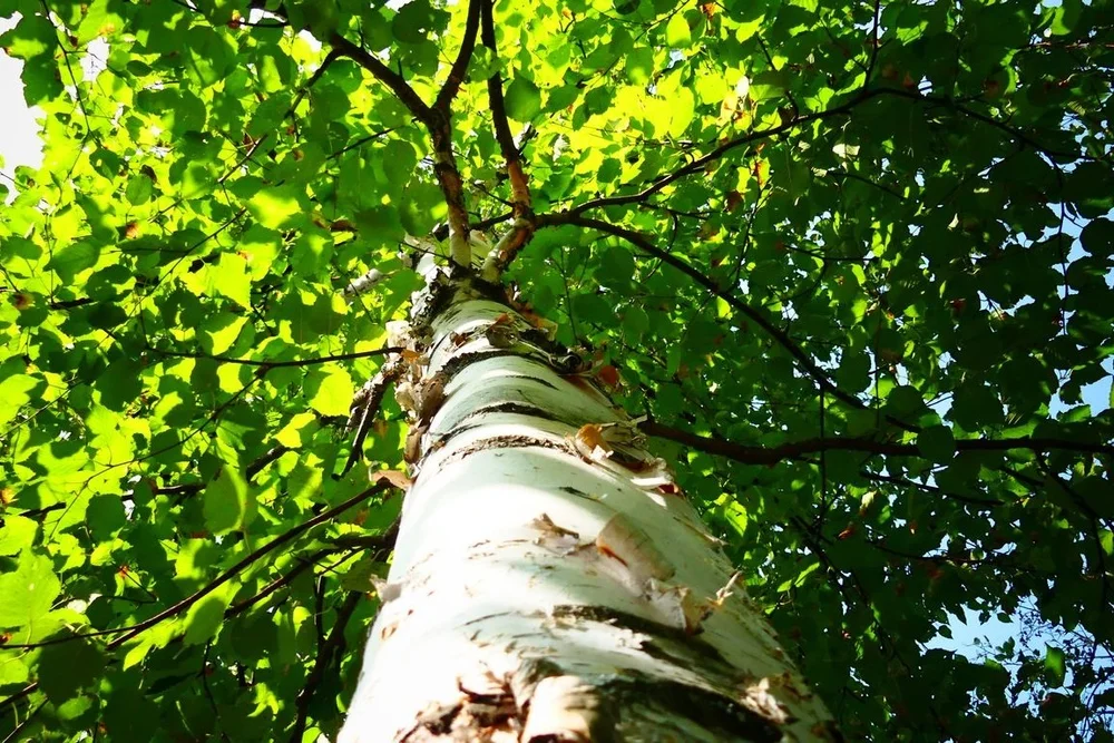 Tree Risk Assessment Service — Birch Tree Care