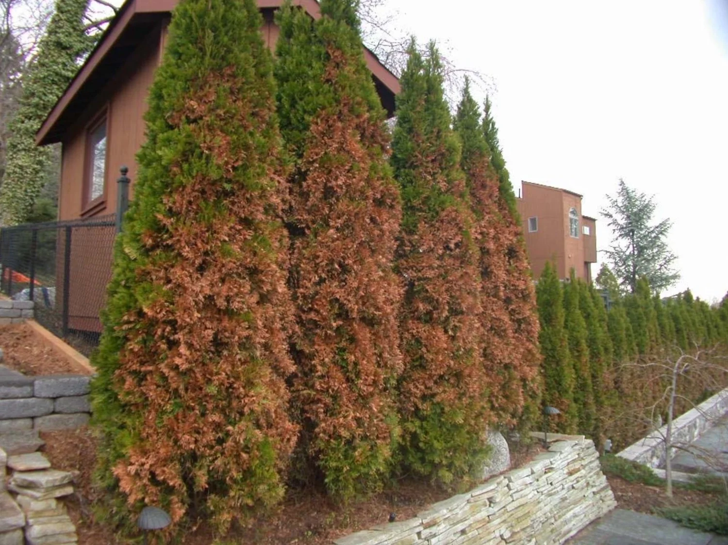 Needlecast Disease: A Guide to Protecting Your Evergreens | Birch Tree Care