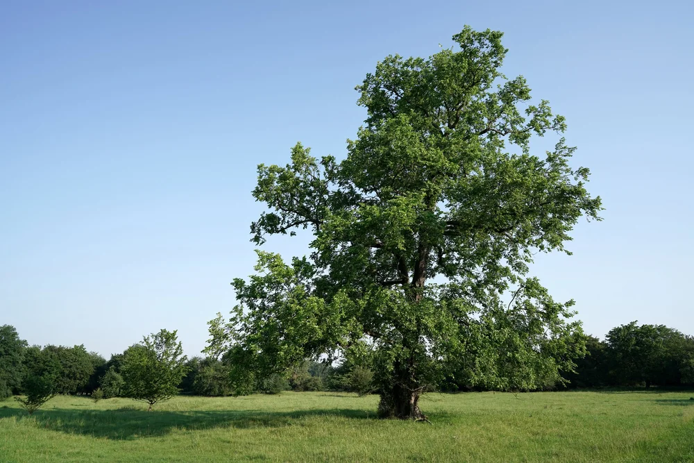 Tree and Shrub Fertilization Services | Birch Tree Care — Birch Tree Care
