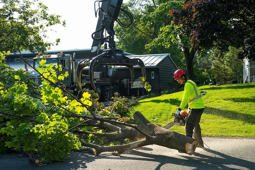 5 Reasons to Regularly Trim Your Minnesota Trees | Birch Tree Care
