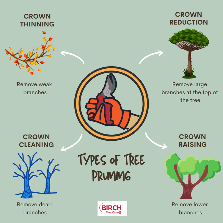 Tree Pruning Schedule: The Ultimate Guide to Tree Pruning in Minnesota | Birch Tree Care