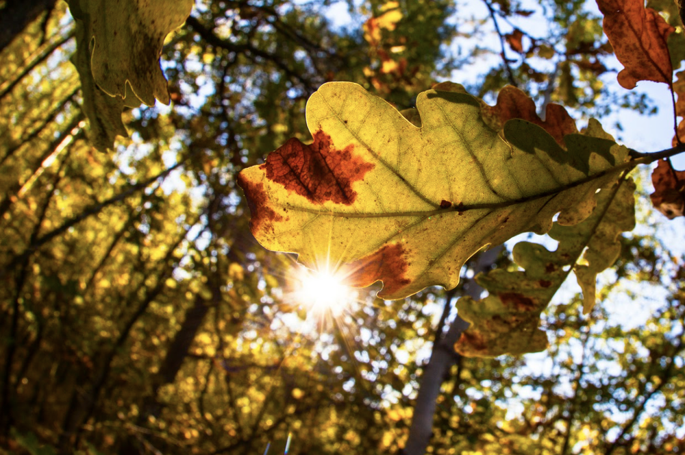 Identify and Prevent Common Tree Diseases | Birch Tree Care