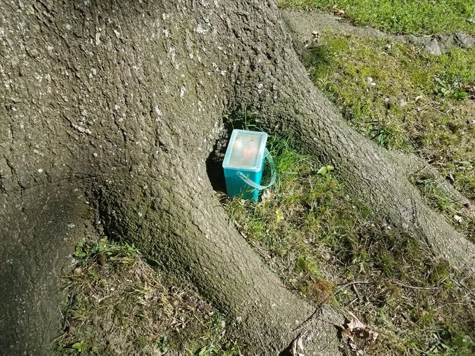Tree Risk Assessment Service — Birch Tree Care
