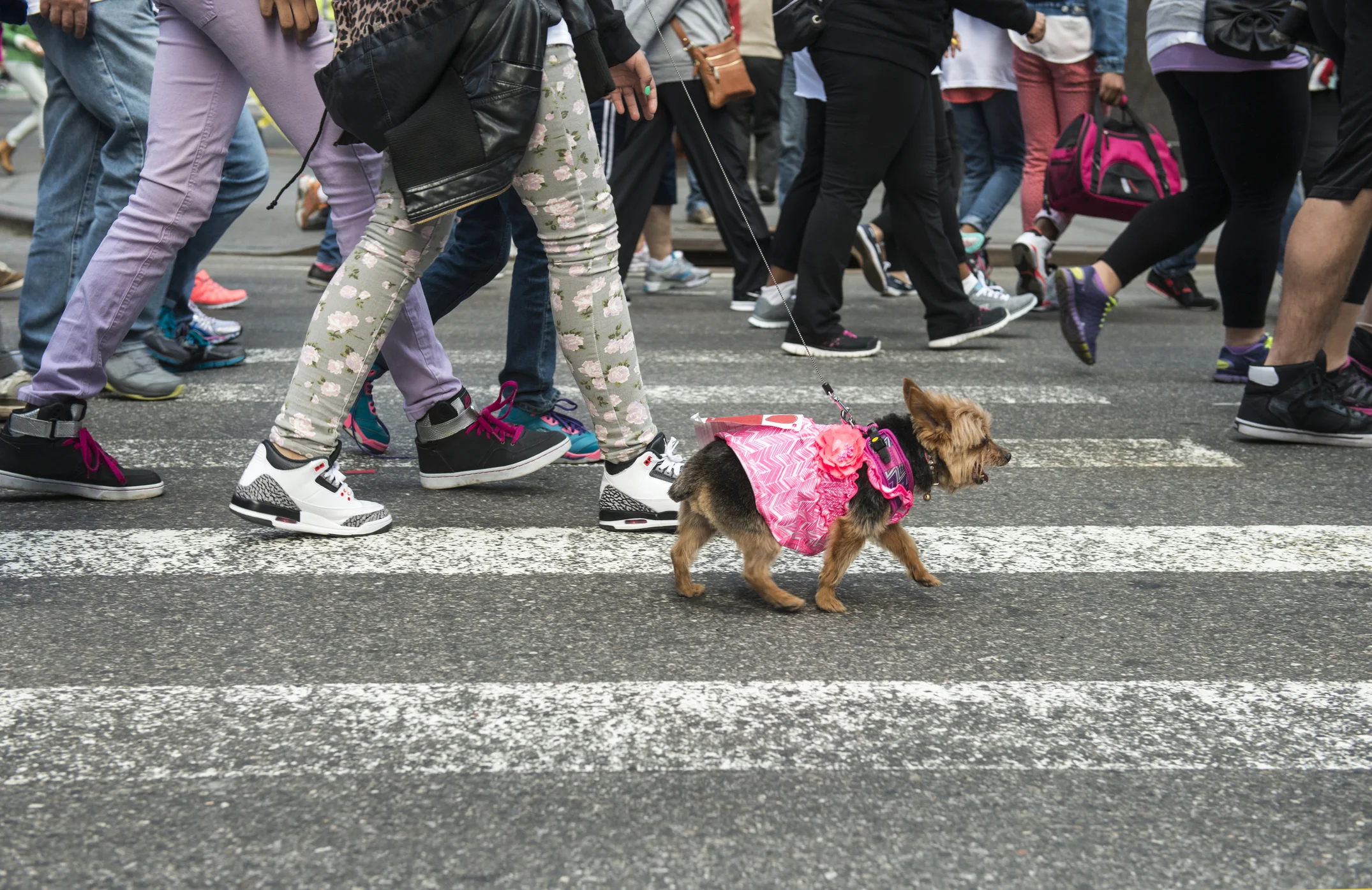 Destination Dog Training