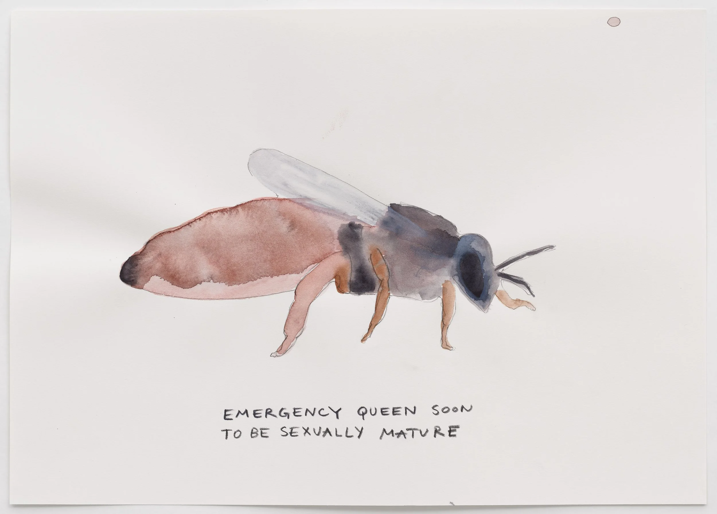 Ana Prvacki - Emergency Queen Soon to be Sexually Mature — 1301PE