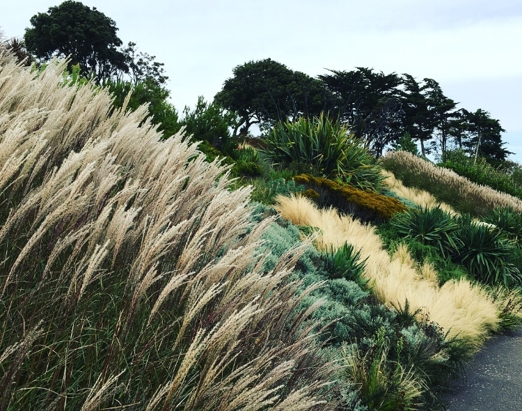 Regal planting in Dorset — New Barn Garden Design Surrey