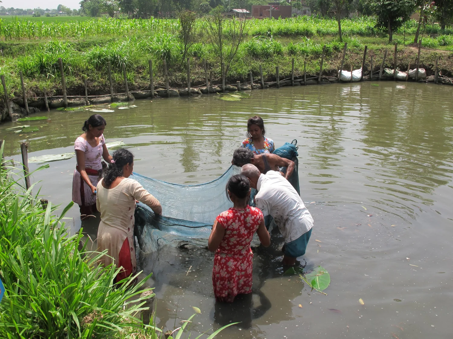 A decade of twinning with women fish farmers in Nepal — Food and Forest ...