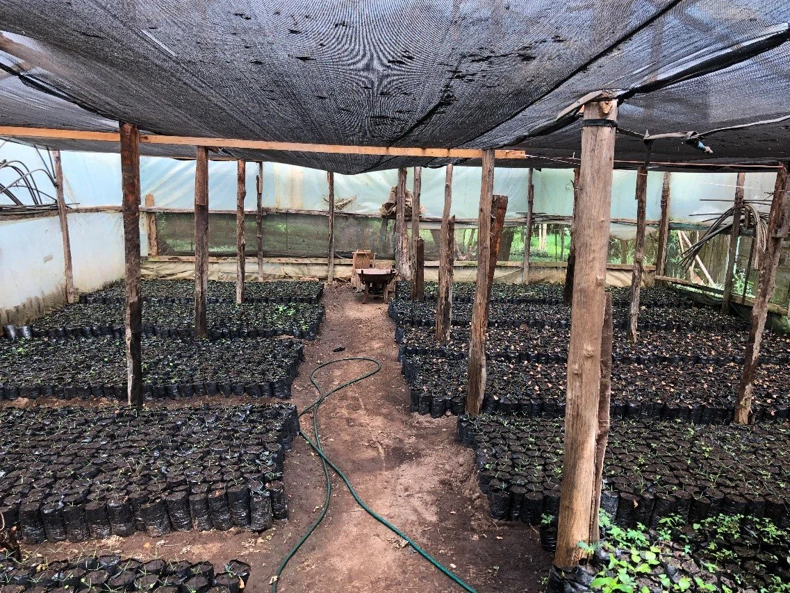 Tree Seedling Nurseries and Forest Management in Kenya — Food and ...