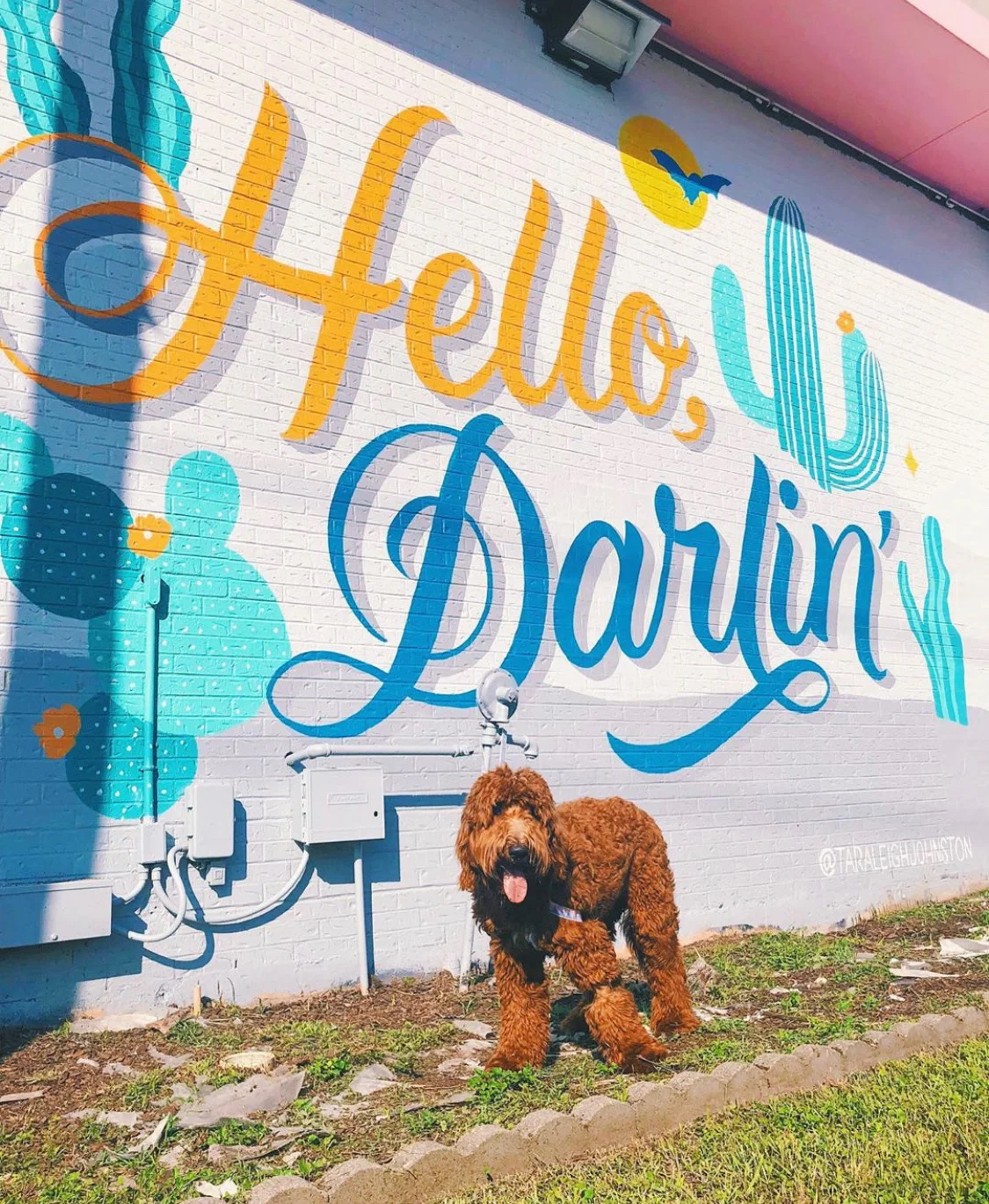 Tara Johnston-PABST BLUE RIBBON