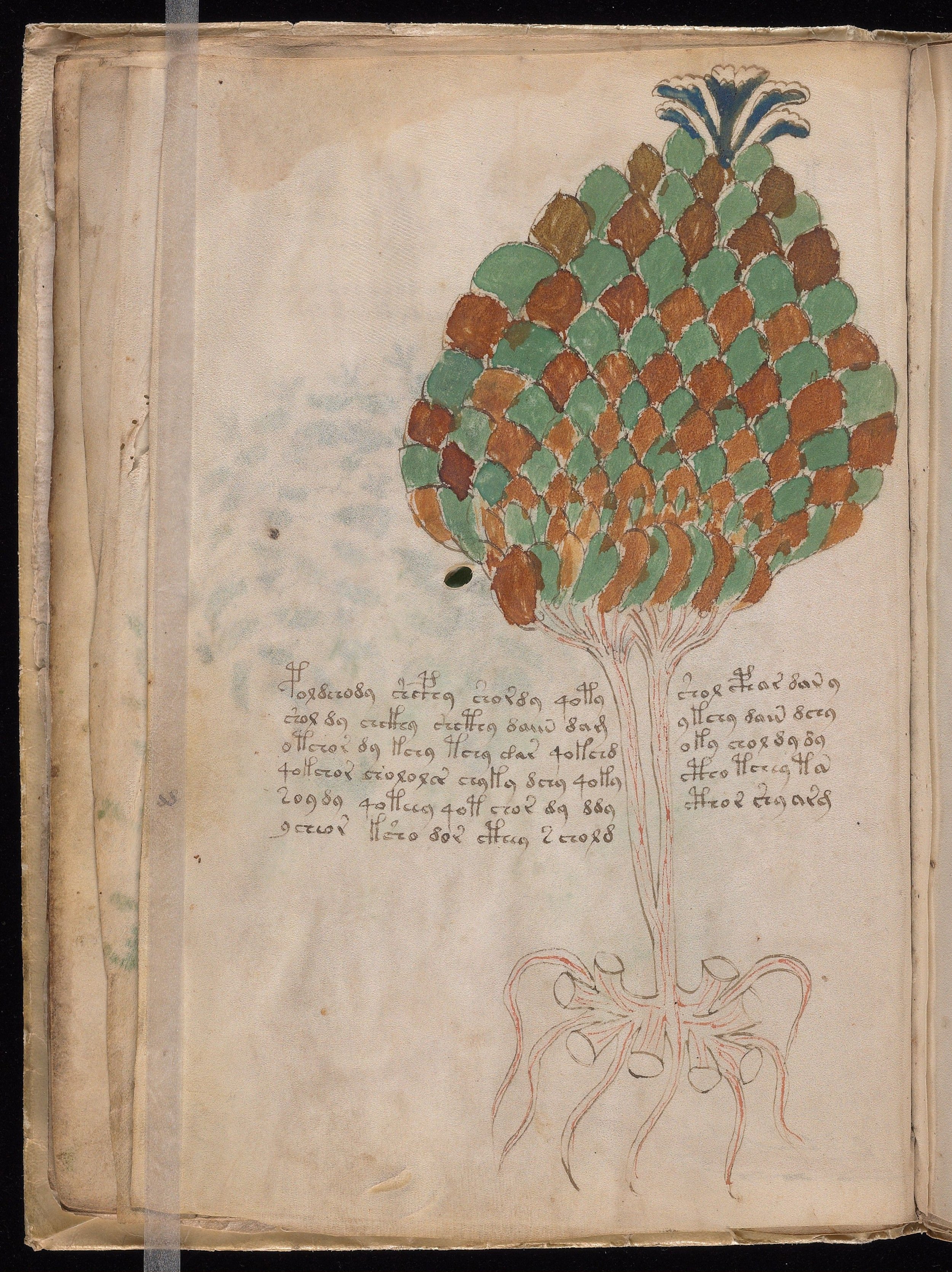 Voynich Manuscript Pdf High Resolution