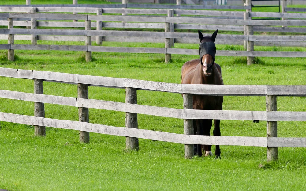 OUR FACILITY & AMENITIES — The Meadows Equine