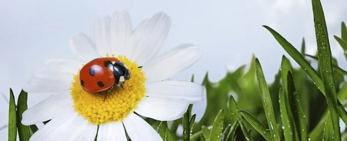 LadyBugs — CHES Foundation | Rare Bleeding Disorders