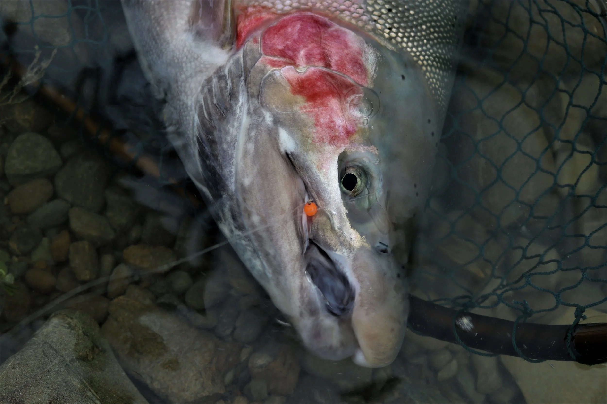 Gallery — Boothy's Fishing School Ltd