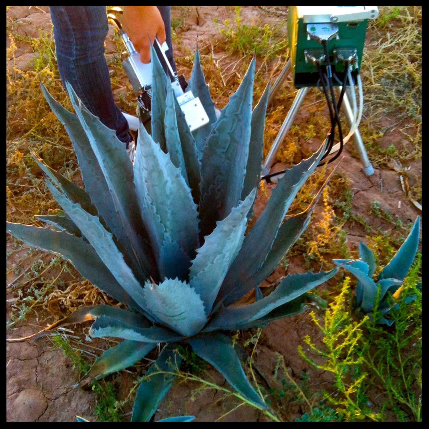 CAM Plants - Agave — Davis Research Group at Ohio University