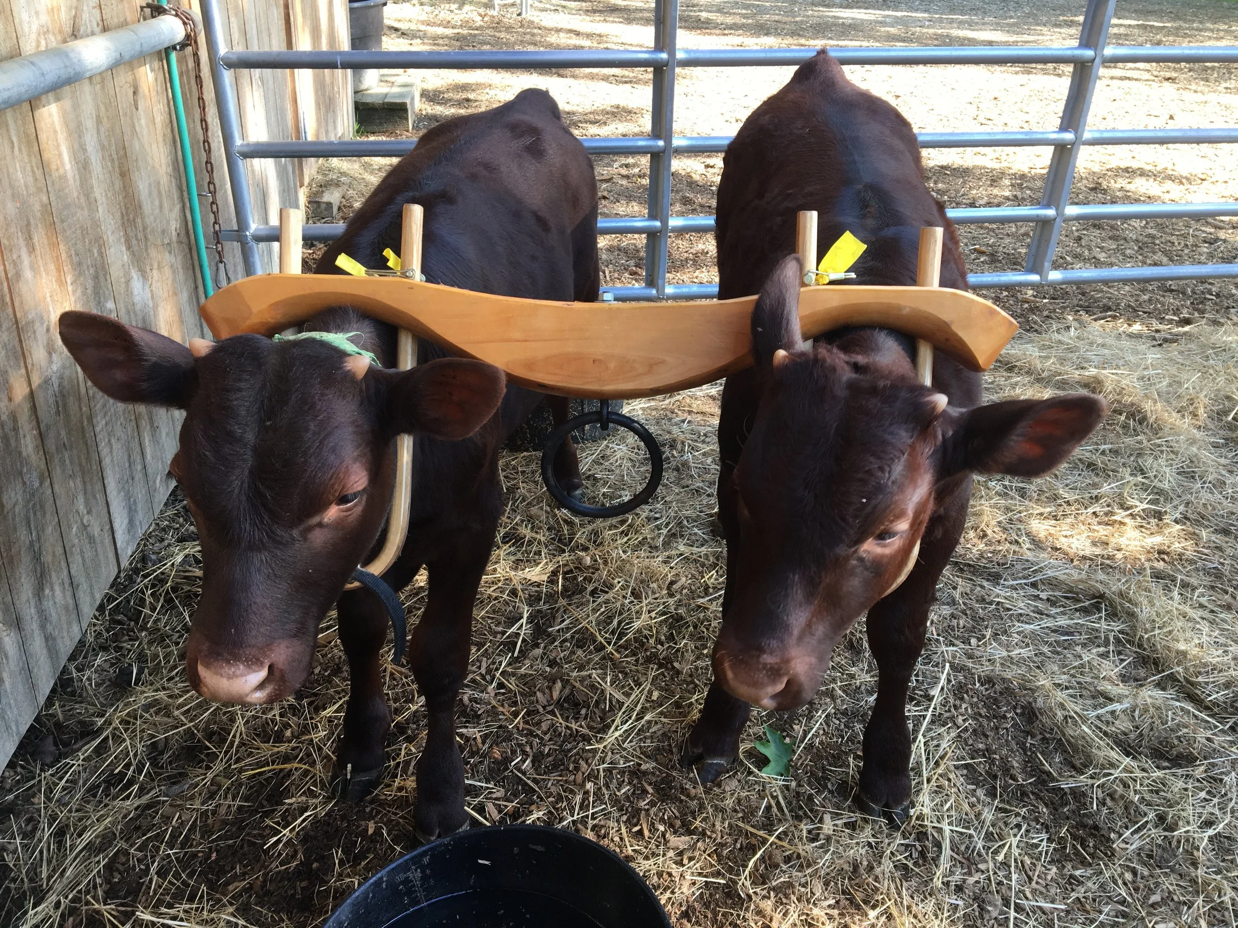 Honey Hill Heritage Devons