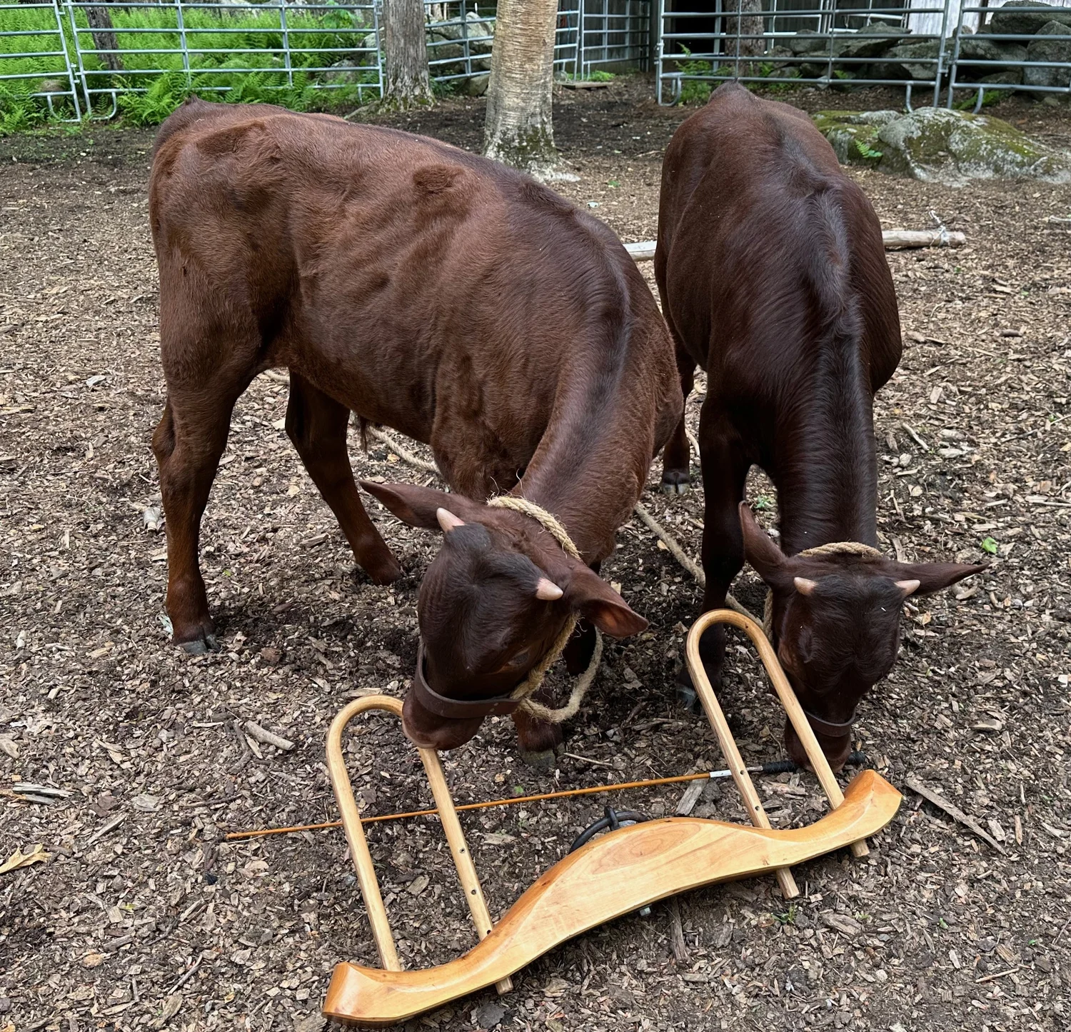 Honey Hill Heritage Devons