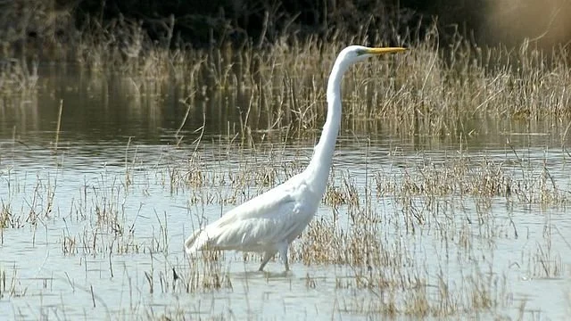 There's nae birds in August. — Somerset Birdwatching Holidays